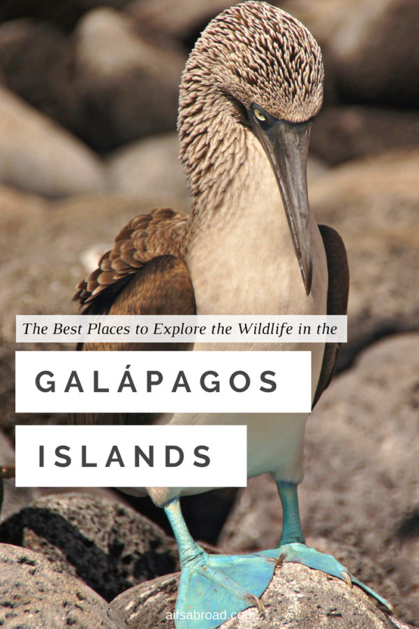 Best Ways to Discover the Unrivaled Galápagos Islands' Wildlife